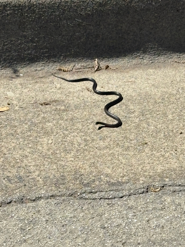 ring-necked snake (Diadophis punctatus) - Snakes and Lizards