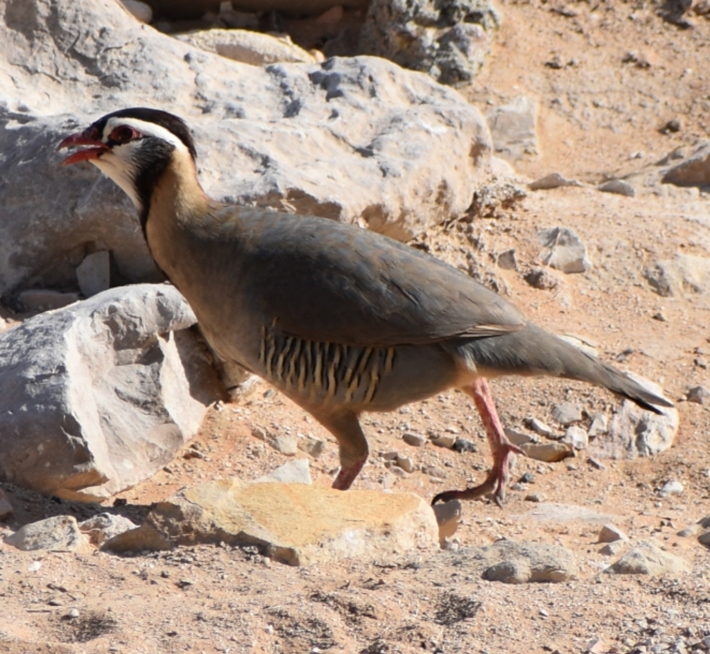 Arabian Partridge (Alectoris melanocephala) - Avian Discovery