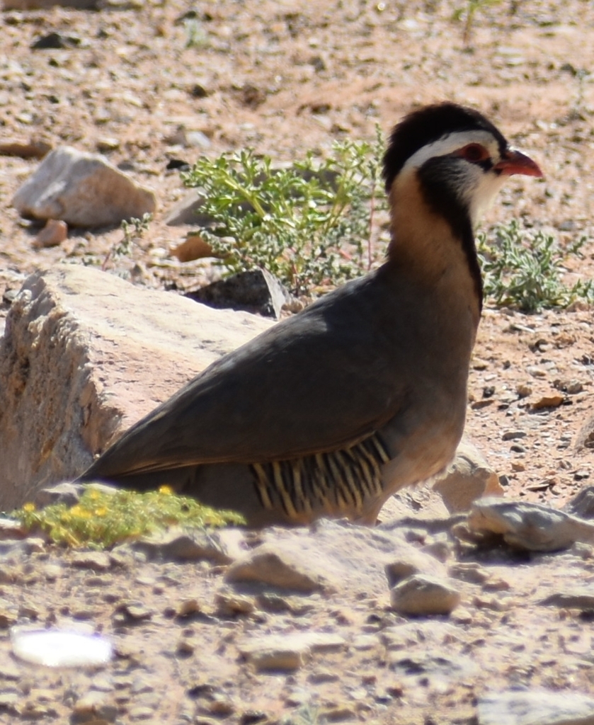 Arabian Partridge (Alectoris melanocephala) - Avian Discovery