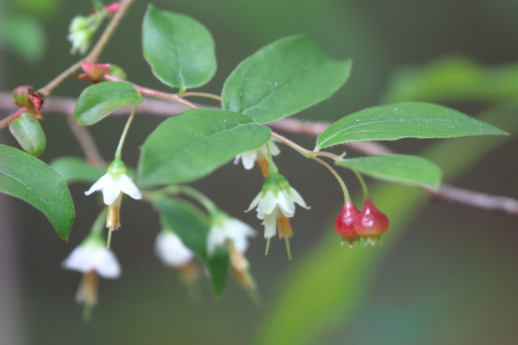 Deerberry (Shrubs of Appalachia) · iNaturalist