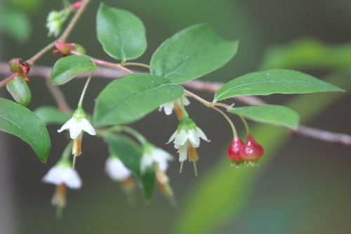 deerberry (Plants of Long Branch/Glencarlyn Park) · iNaturalist
