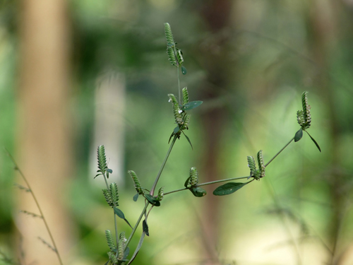 Rungia repens (Marshes, swamp and Riverside vegetation of Khandwa ...