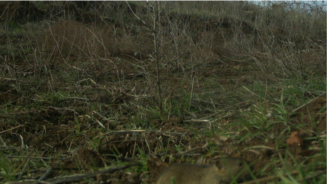 Microtus guentheri (Danford & Alston, 1880)