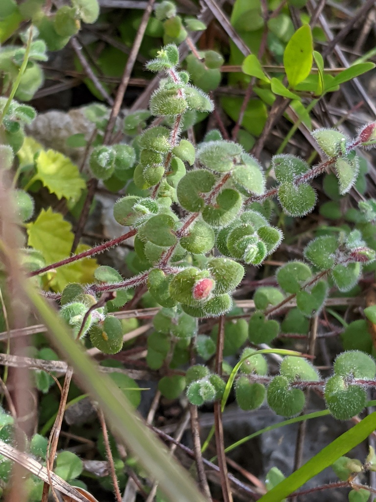 Pineland Sandmat in March 2020 by Joshua Doby · iNaturalist