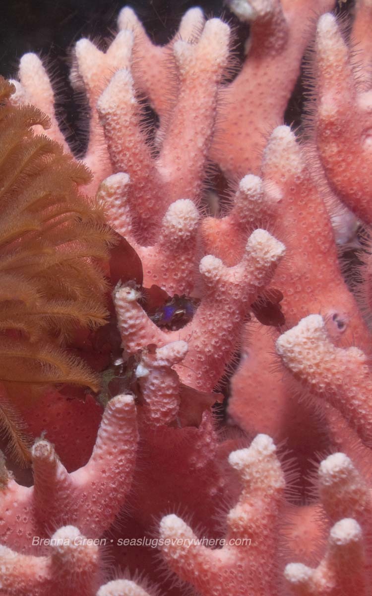 Stylaster californicus (Verrill, 1866)