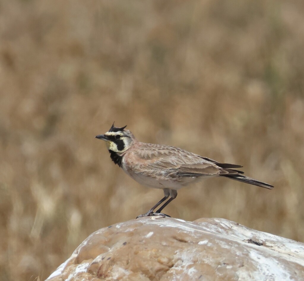Horned Lark from Scripps Ranch, San Diego, CA, USA on April 5, 2026 at ...
