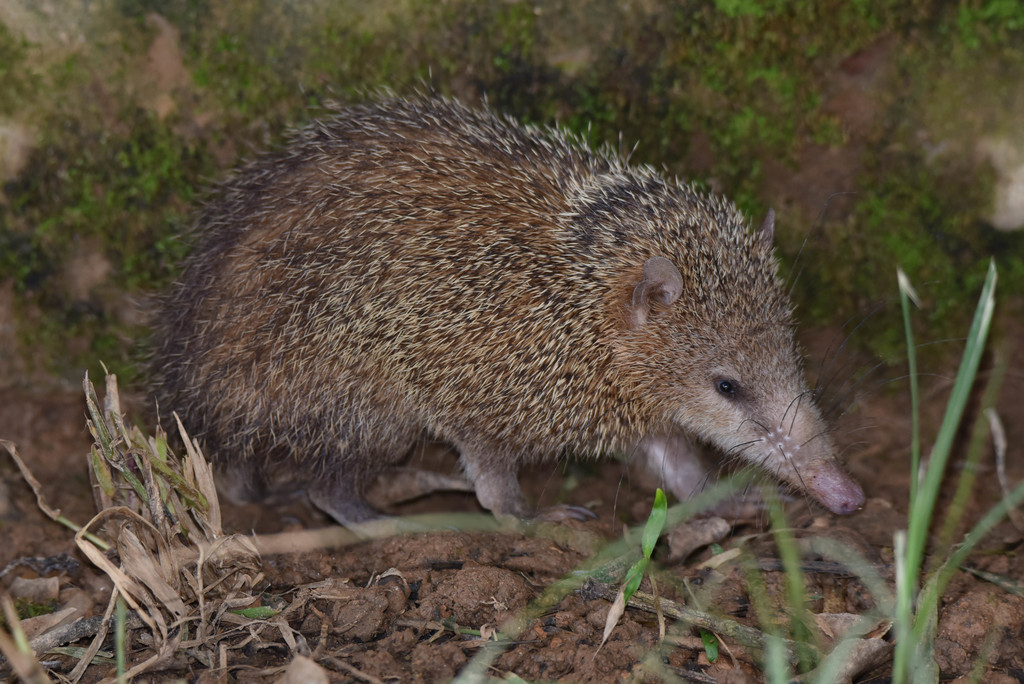 Tailless Tenrec (Tenrec ecaudatus) - Know Your Mammals