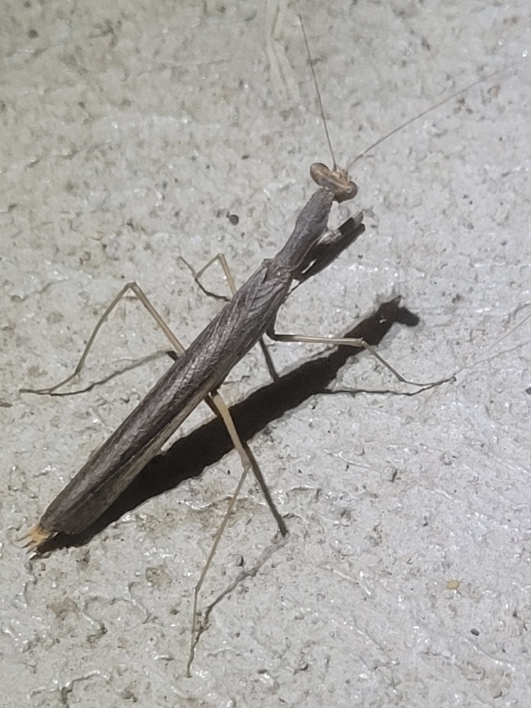 American Ground Mantises from Grand Terrace, CA 92313, USA on April 4 ...