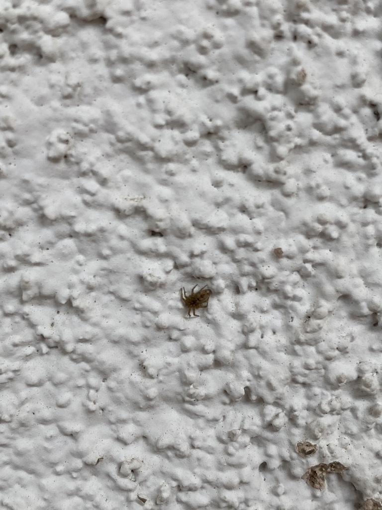 Wall Spiders from Regents Rd, San Diego, CA, US on March 13, 2020 at 09 ...