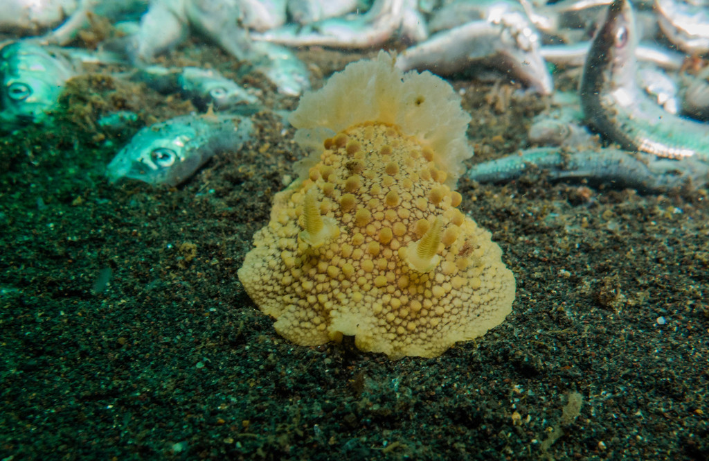 Large Warted Doris on January 20, 2017 at 11:58 AM by Paula González ...