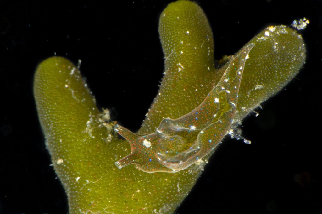 Hedgpeth's Sapsucker from Los Angeles County, CA, USA on June 10, 2016 ...