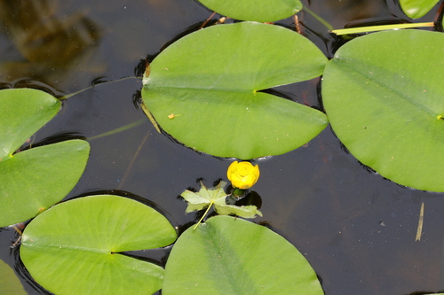Nuphar oguraensis · iNaturalist