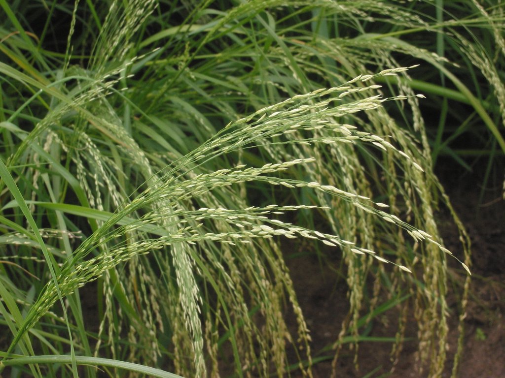 Teff (Eragrostis tef) - Botanical Realm