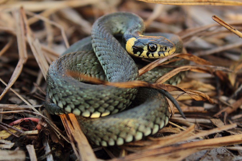 grass snake (Natrix natrix) - Snakes and Lizards