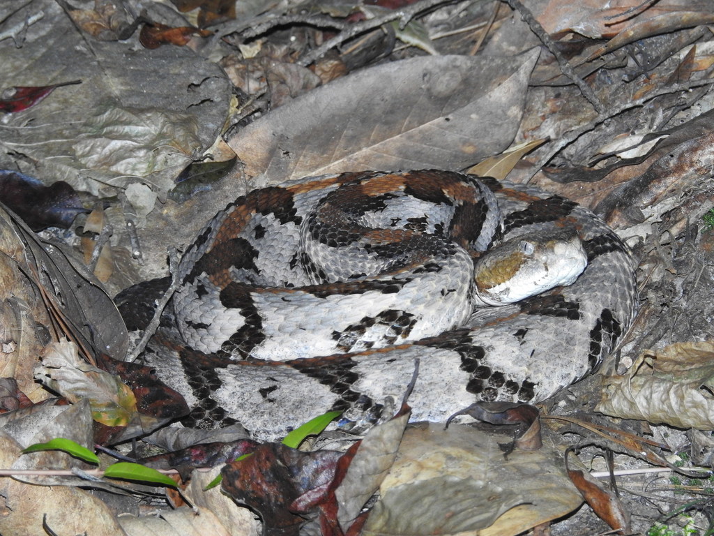 Timber Rattlesnake in September 2017 by cricketfrog13 · iNaturalist