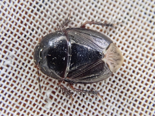 Macroscytus australis · iNaturalist United Kingdom