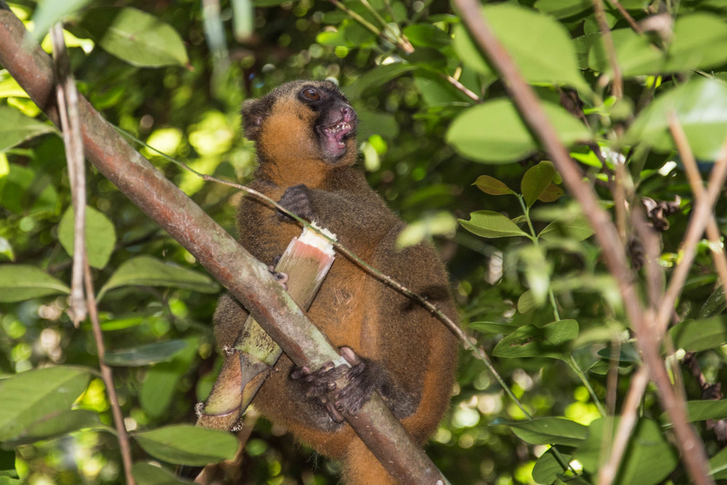 Golden Bamboo Lemur (Hapalemur aureus) - Know Your Mammals