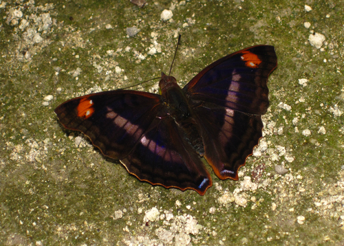 Pavon Emperor (Butterflies of Belize) · iNaturalist