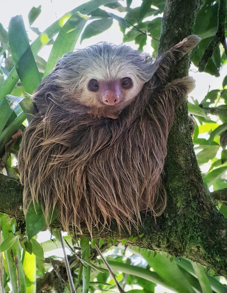 Hoffmann's Two-toed Sloth from La Esperanza Provincia de Heredia ...