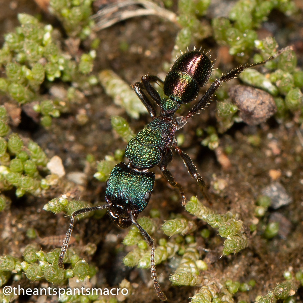 Green-head Ant from Anstead QLD 4070, Australia on March 12, 2020 at 11 ...