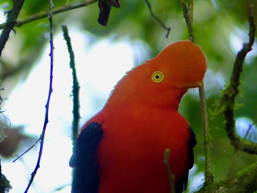 Cocks-of-the-rock (Rupicola) - Avian Discovery