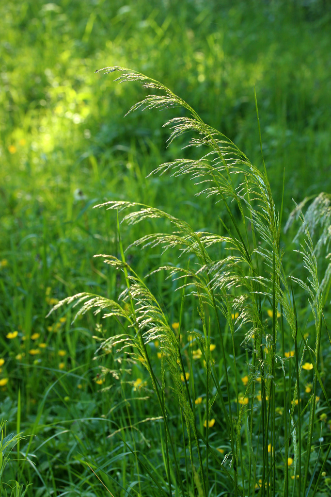 tufted hair grass (Deschampsia cespitosa) - Botanical Realm