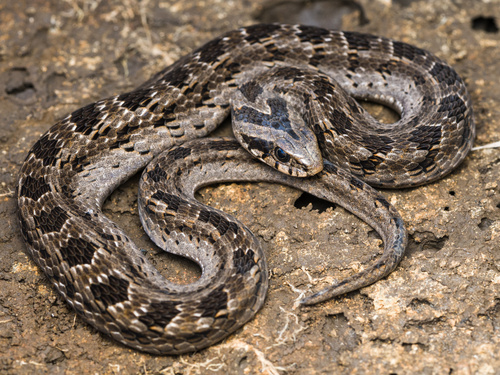 Night Adders (Causus) - Snakes and Lizards