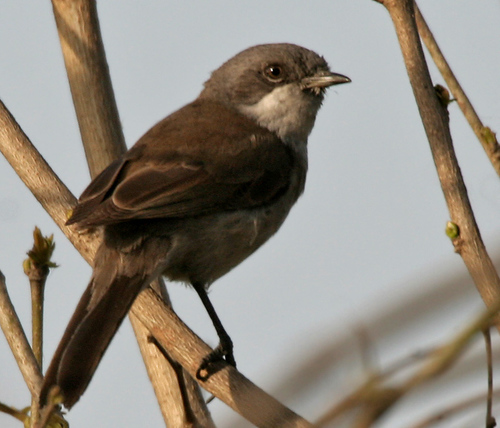Hume's Whitethroat (Subspecies Curruca curruca althaea) · iNaturalist
