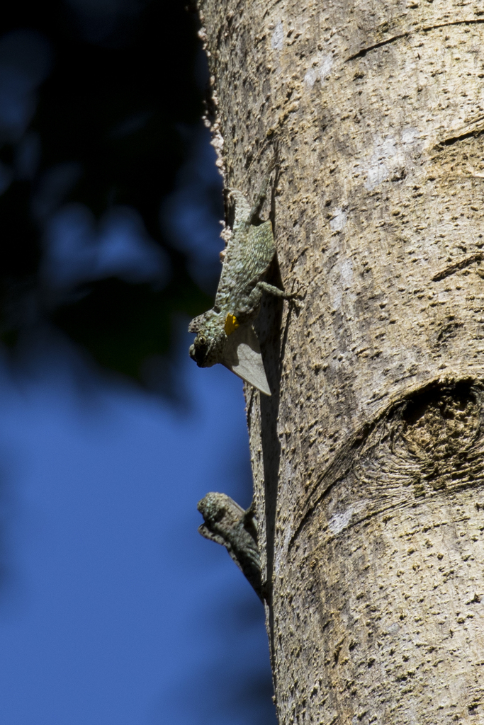 Crested Flying Dragon (Draco cristatellus) - Snakes and Lizards