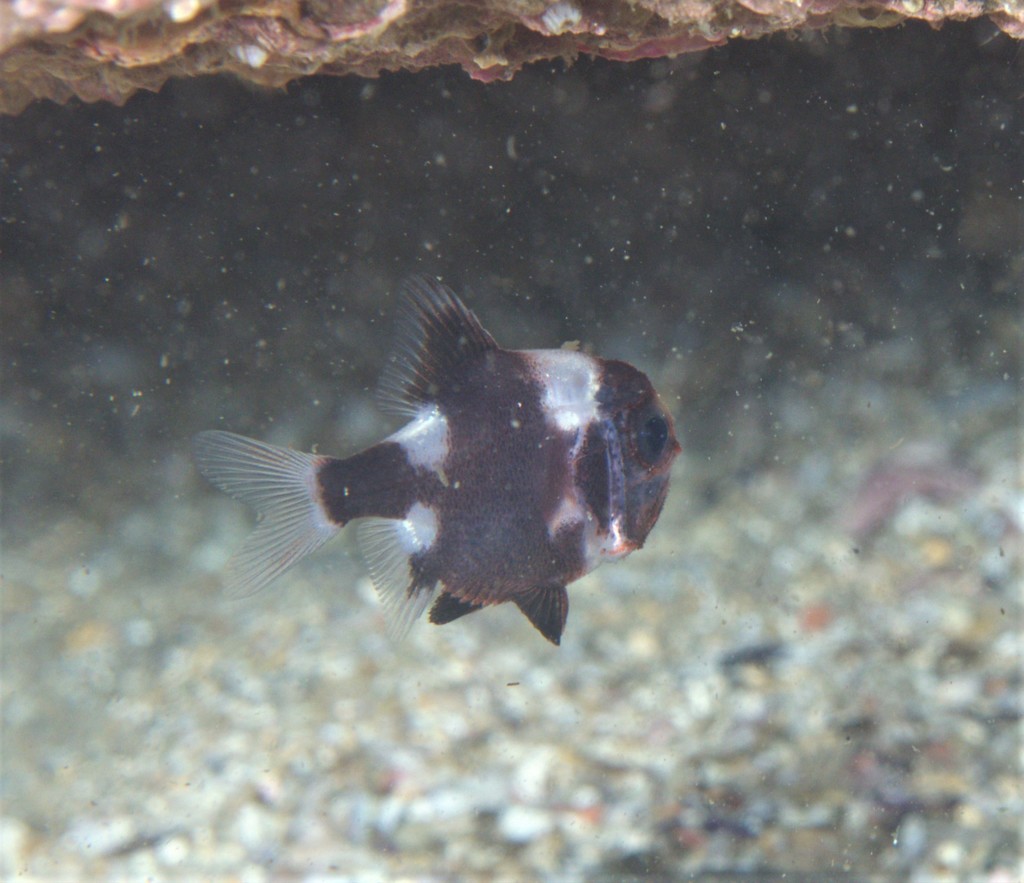 Southern Roughy (Fishes of Cabbage Tree Bay Aquatic Reserve, Sydney ...