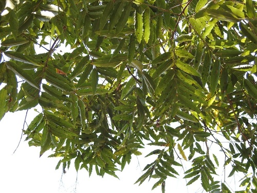 Cedrillo (Brunellia mexicana)