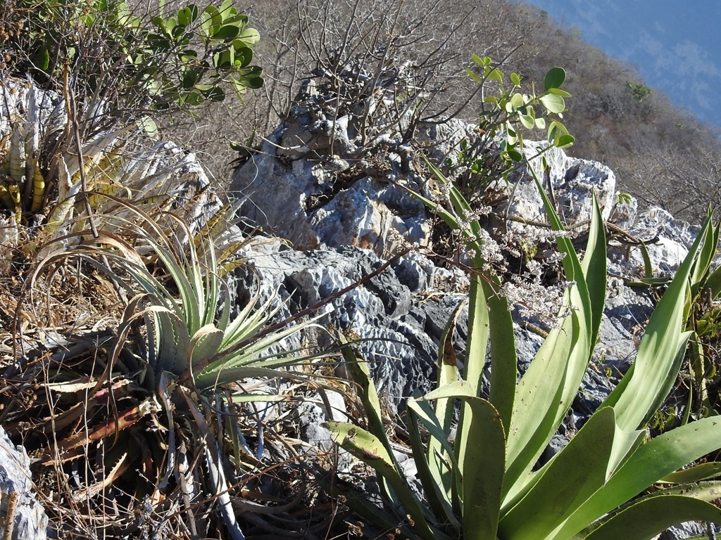 Guapilla from Cañón del Sumidero, Tuxtla Gutiérrez, Chiapas, Mexico on ...