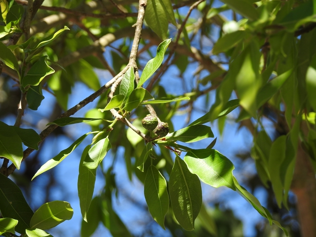 Ficus pertusa from Tuxtla Gutiérrez, Chis., México on February 18, 2017 ...