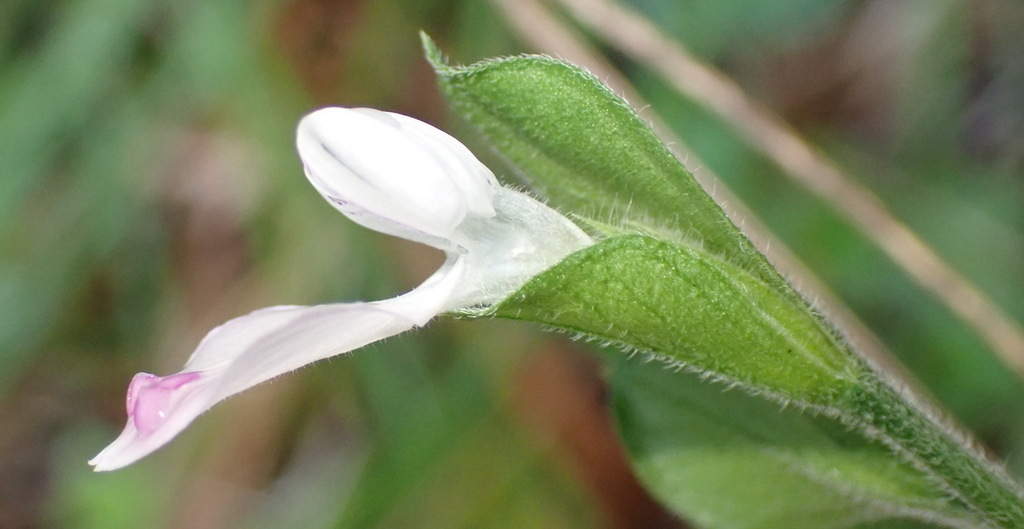 Dicliptera extenta from Perdekop Nature Walk, Garden Route District ...