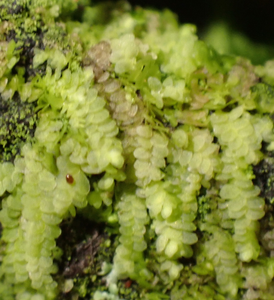 Mosses from Perdekop Nature Walk, Garden Route District Municipality ...