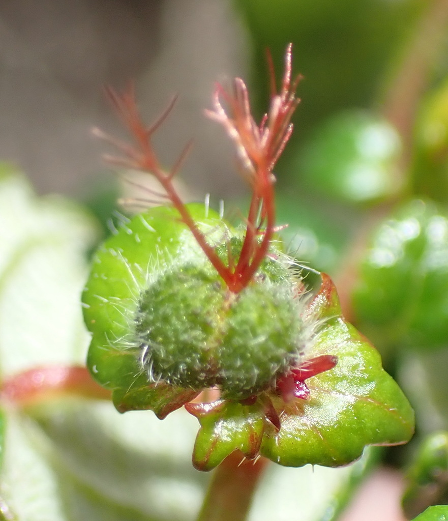 Acalypha capensis from Perdekop Nature Walk, Garden Route District ...