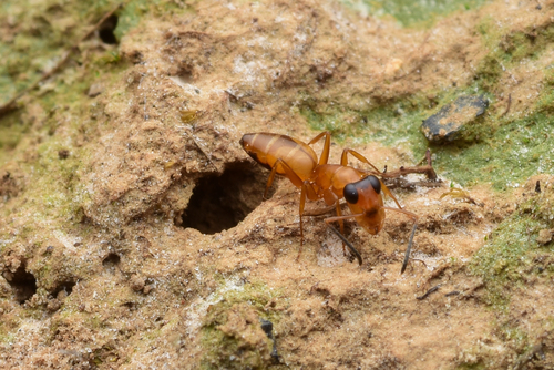 Opisthopsis jocosa · iNaturalist United Kingdom