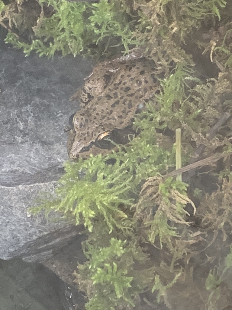 Northern Red-legged Frog from Swan Lake & Christmas Hill Nature ...