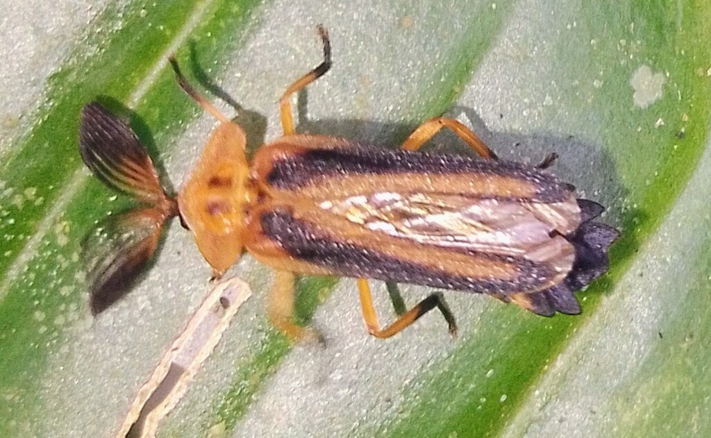 Dryptelytra from El Pangui, Ecuador on April 6, 2026 at 01:51 PM by ...