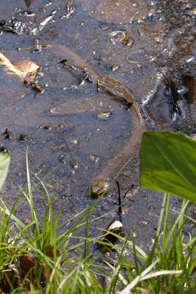 Northern Watersnake from Croom, MD, USA on April 4, 2026 at 01:40 PM by ...