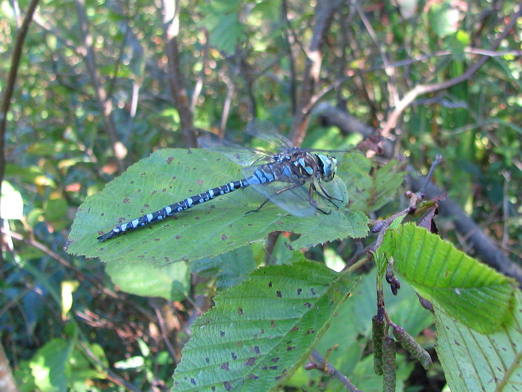 Lake Darner from Lost Lake, Lennox and Addington County, ON, Canada on ...