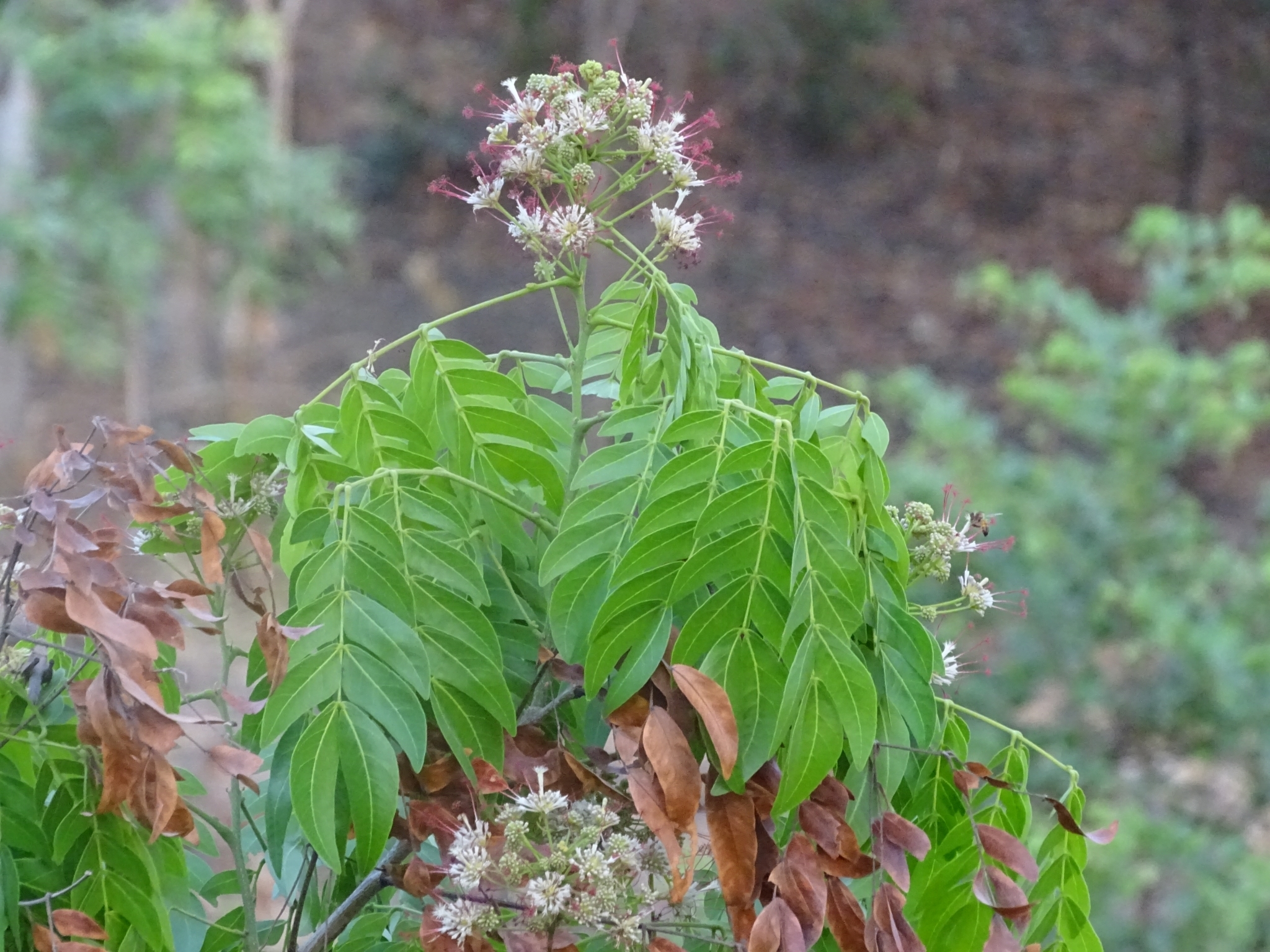 Albizia zygia (DC.) J.F.Macbr.