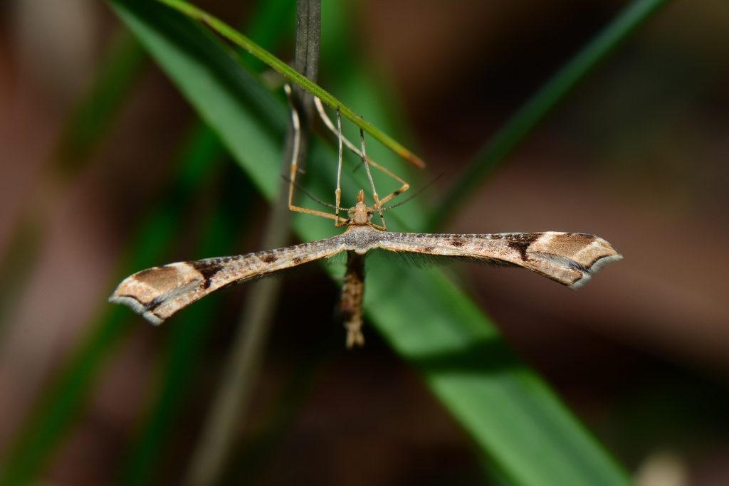 Plume Moths (Buxton Day Flying Moths) · BioDiversity4All