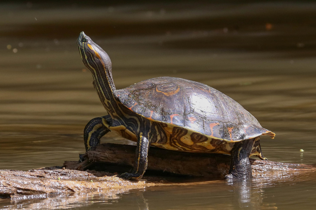Trachemys grayi emolli from Alajuela Province, Los Chiles, Costa Rica ...