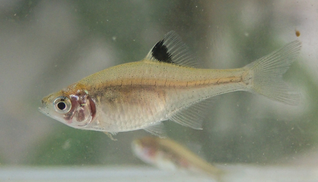 Rosy Bitterling in March 2020 by H.T.Cheng · iNaturalist