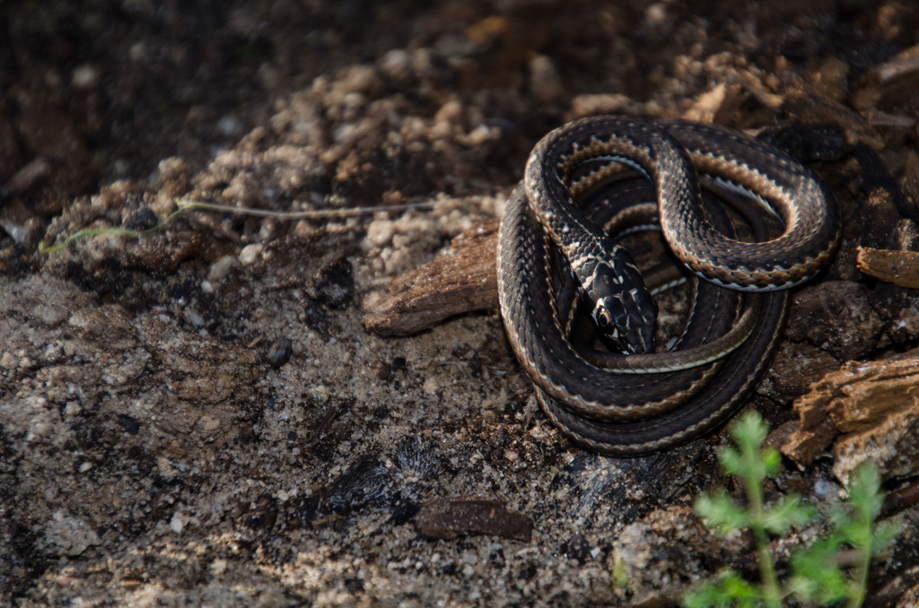 Cape Sand Snake from West Coast DC, Sudáfrica on July 13, 2018 at 09:07 ...