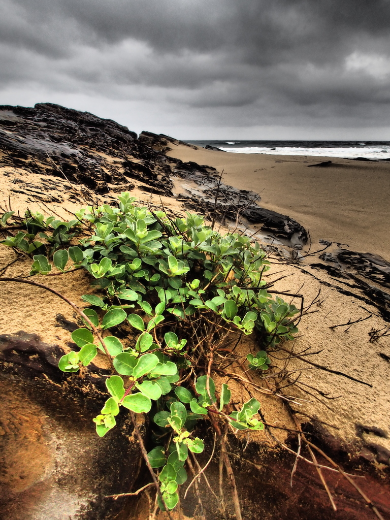Beach Vitex (Vitex rotundifolia) - Botanical Realm