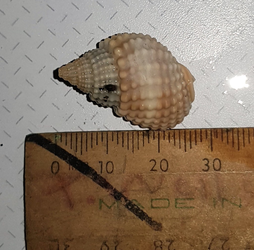 Nassarius conoidalis from Toorbul Artifical Roost, Toorbul, QLD 4510 ...