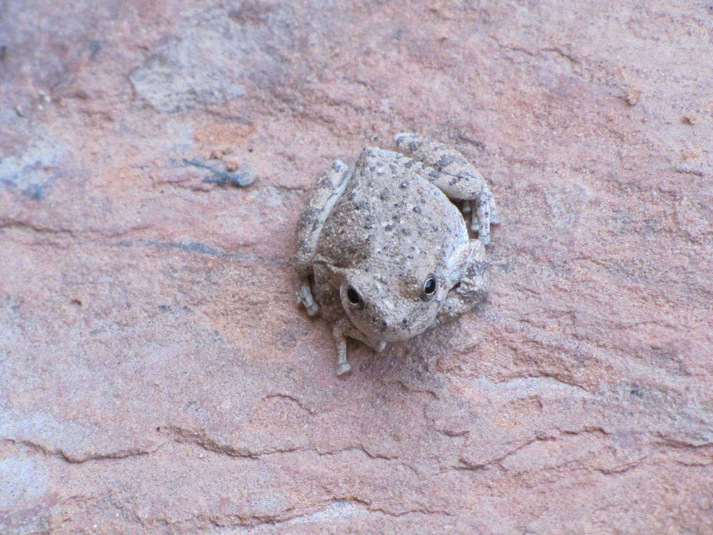 Canyon Tree Frog from utah on May 05, 2010 at 05:15 PM by bryanto ...