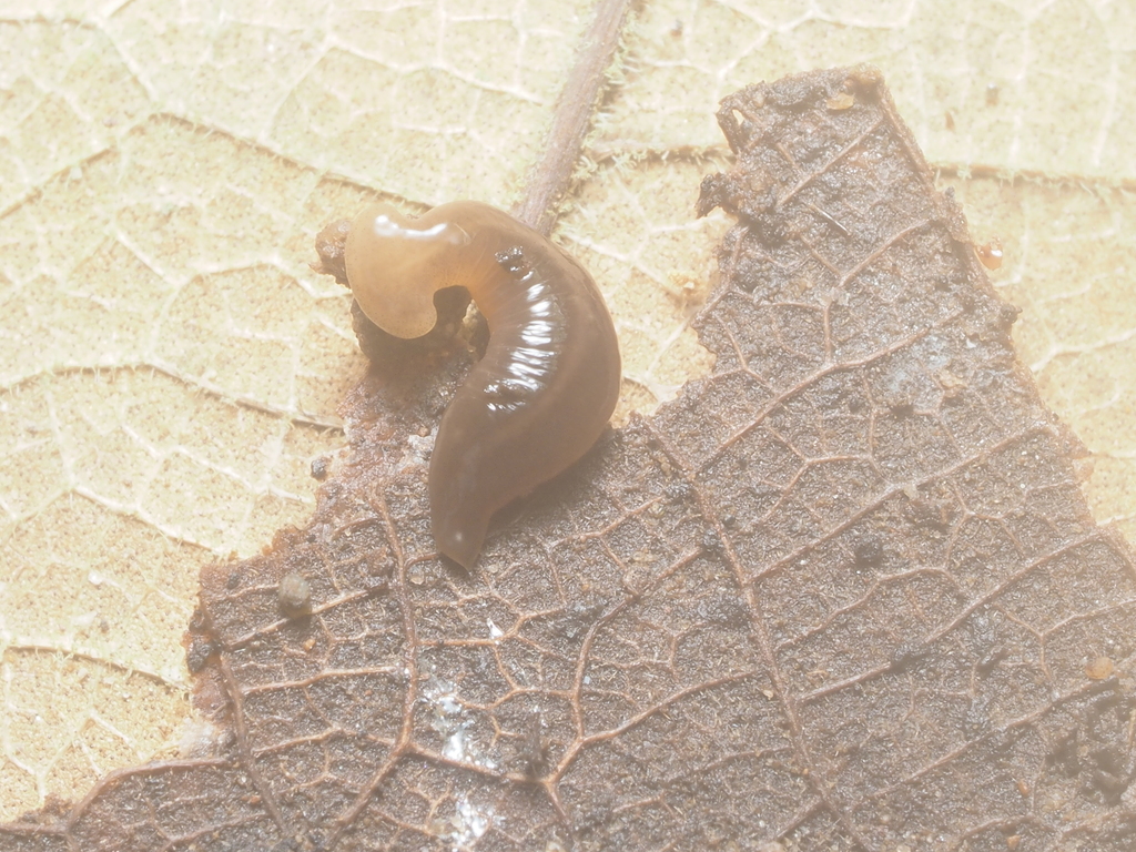 Diversibipalium claviforme (Bipalids) · iNaturalist